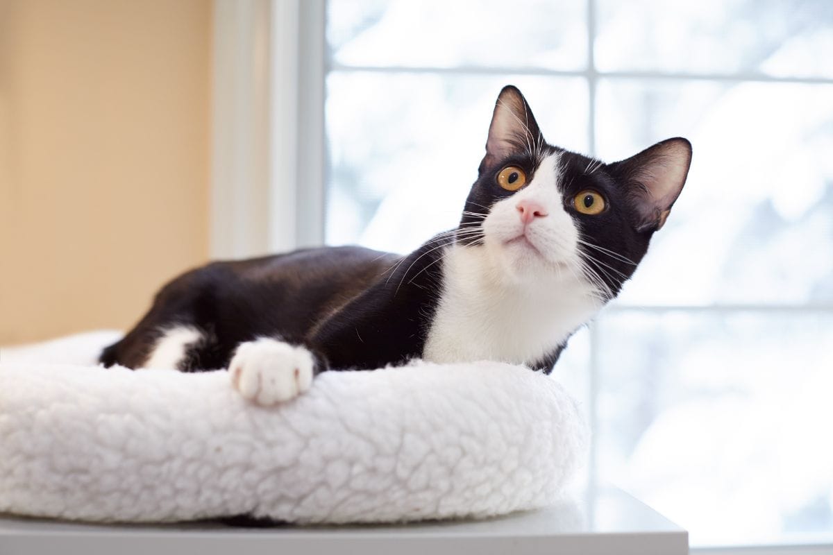 Did You Know These 8 Facts About Your Tuxedo Cat?