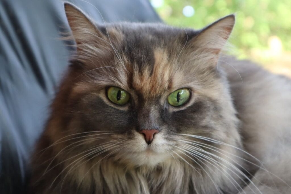What Does Your Cat's Face Shape Tell You About Its Personality?
