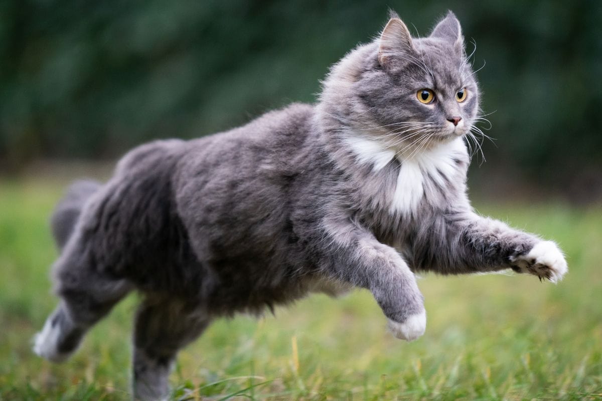 Discover The 15 Rarest Cats In The World