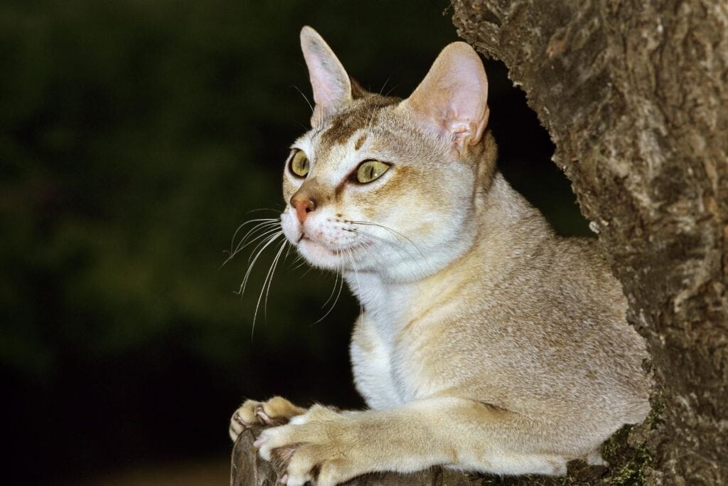 Discover The 15 Rarest Cats In The World