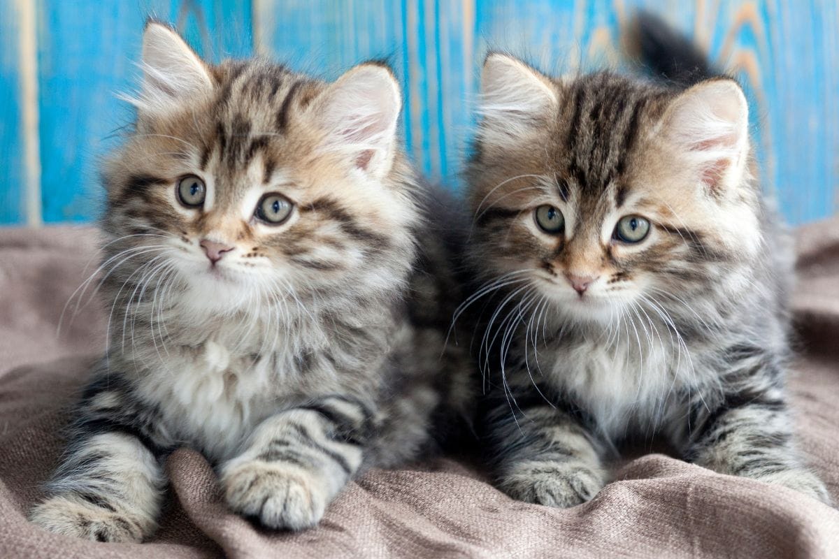 Can Cats Have Twins? A Closer Look At Feline Identical Twins
