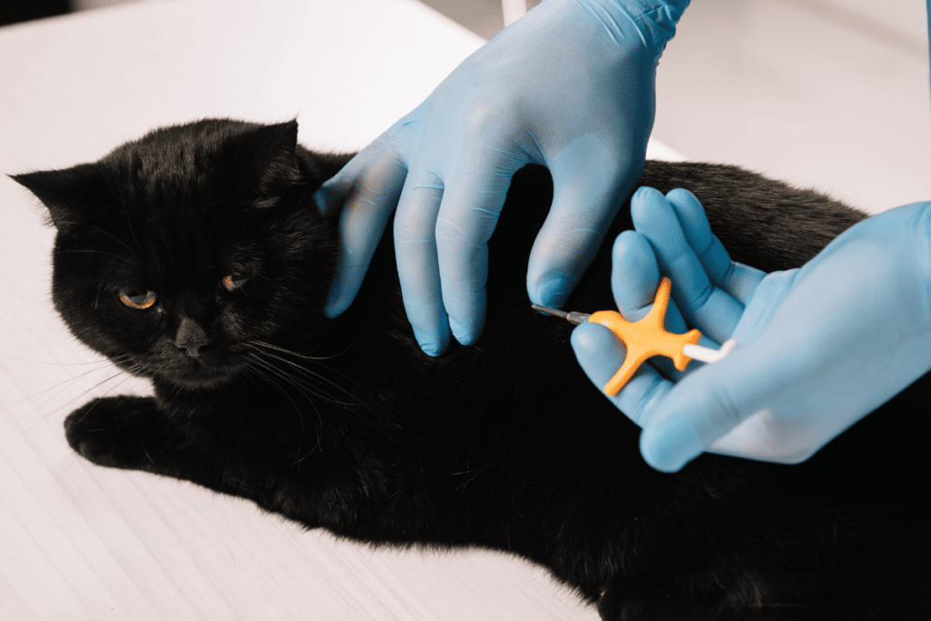 Everything You Need To Know About Microchipping Your Pet Cat