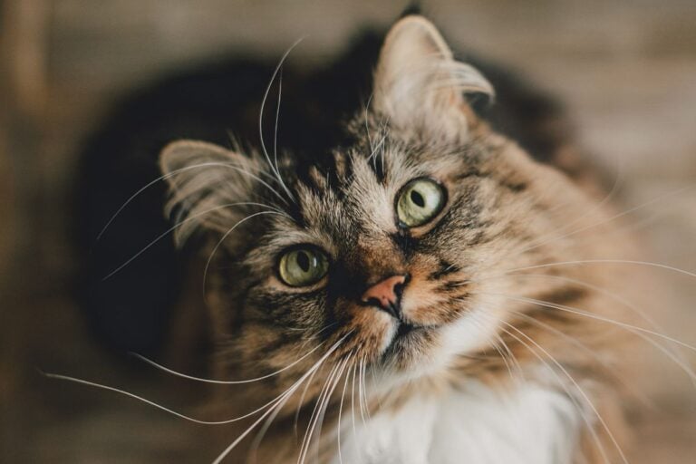 What Does Your Cat's Face Shape Tell You About Its Personality?