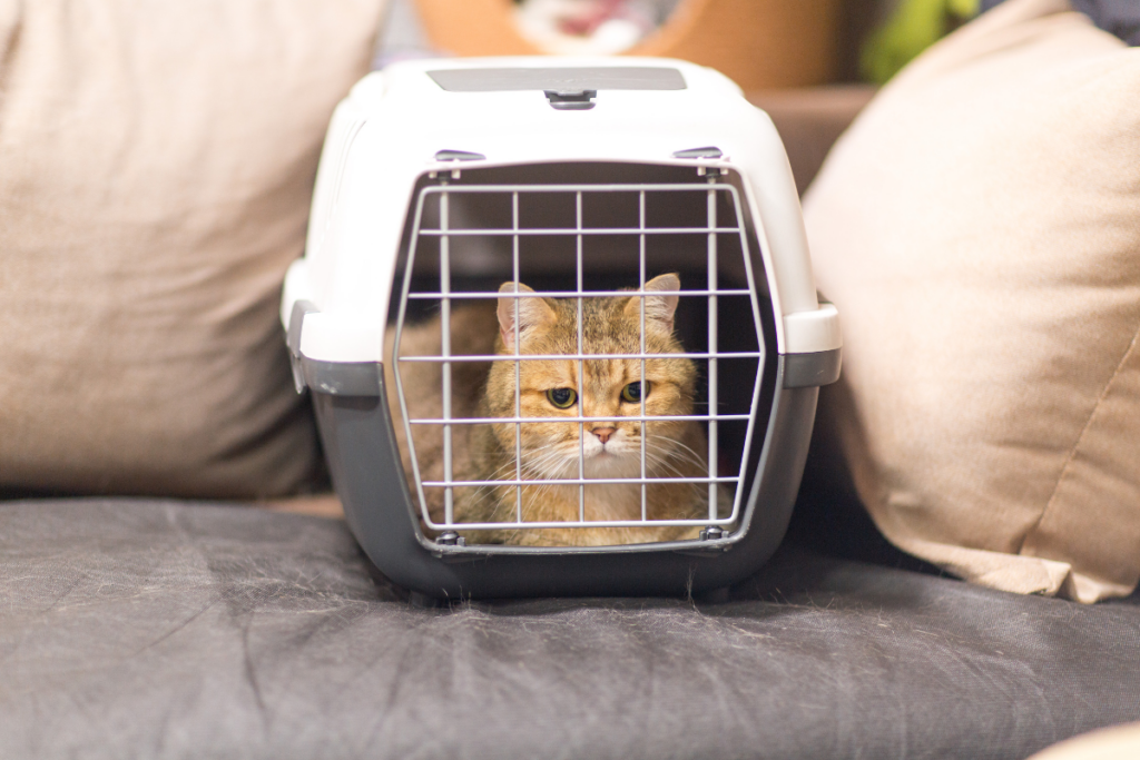 Want To Be The Purrfect Pawrent? Here's Your First Time Cat Owner ...