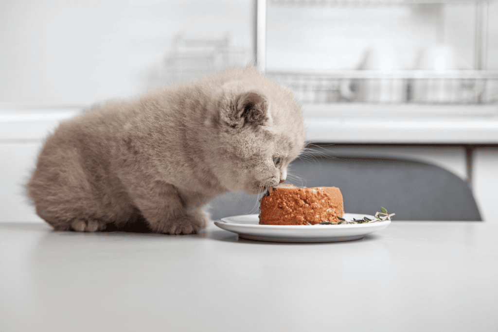 From Newborn To Senior: The Ultimate Guide On How Much To Feed A Cat