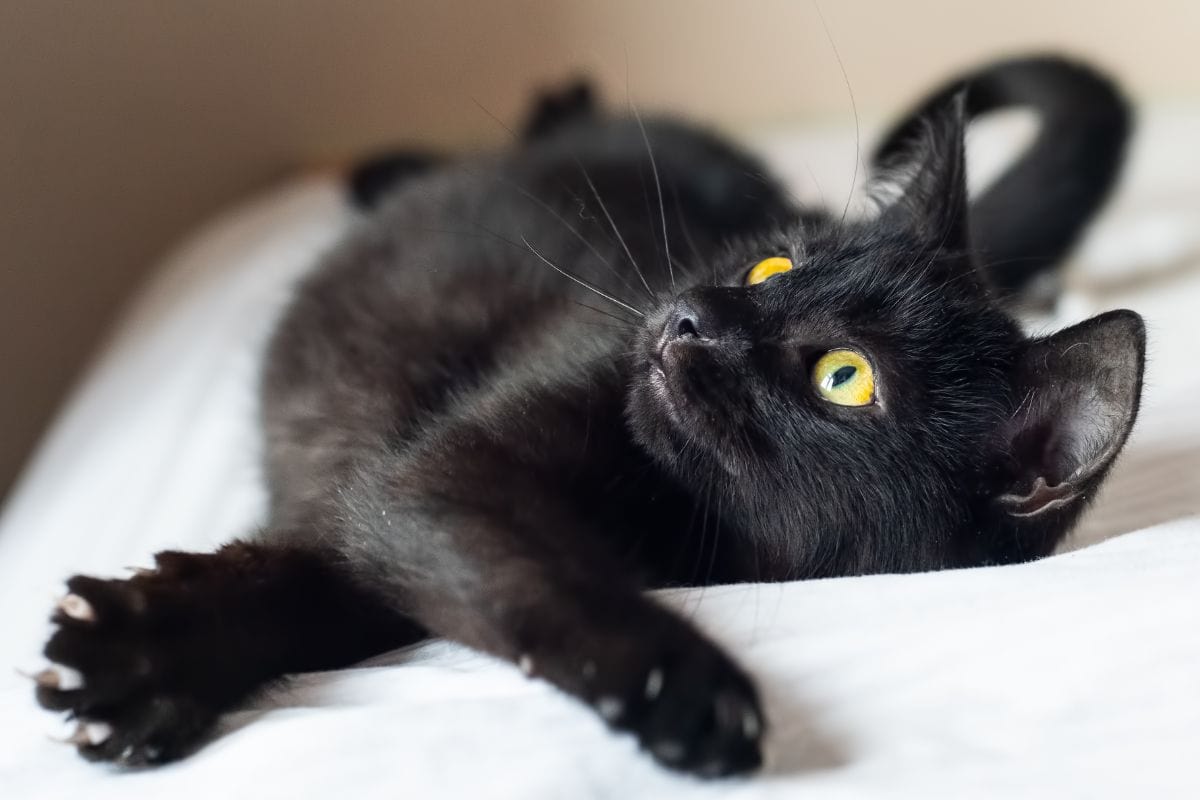 15 Sassy And Cute Black Cats That Show You The Wonder Of Living With ...