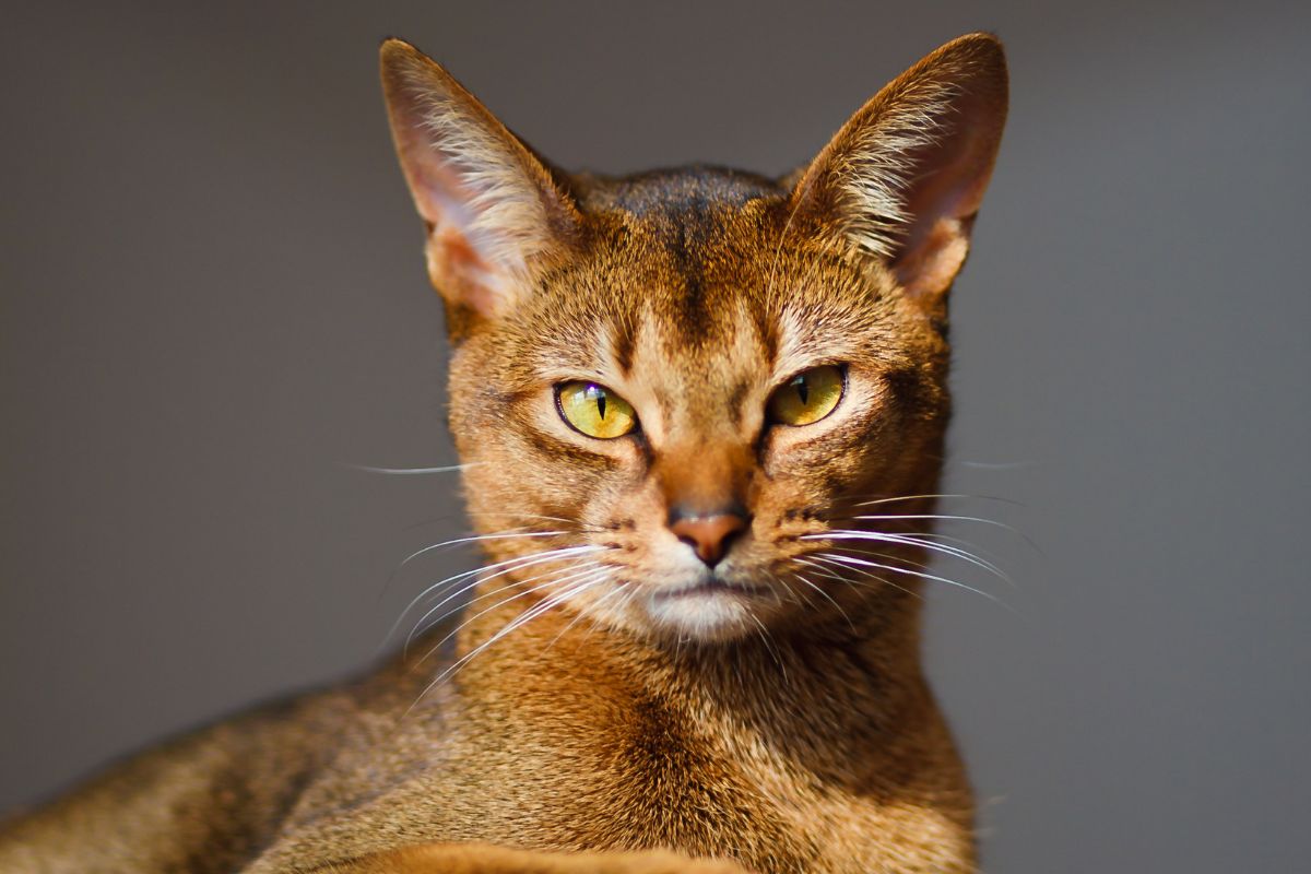 20 Abyssinian Cats Who Will Make You Wish You Had This Breed