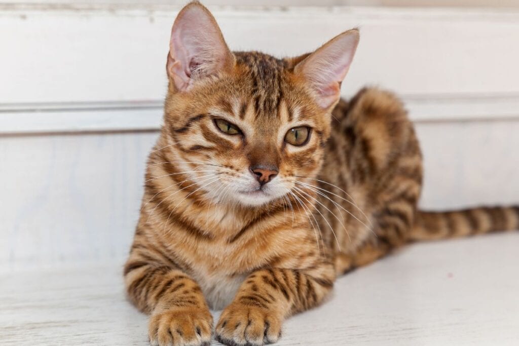 20 Cutest Cat Breeds To Coo Over Today!