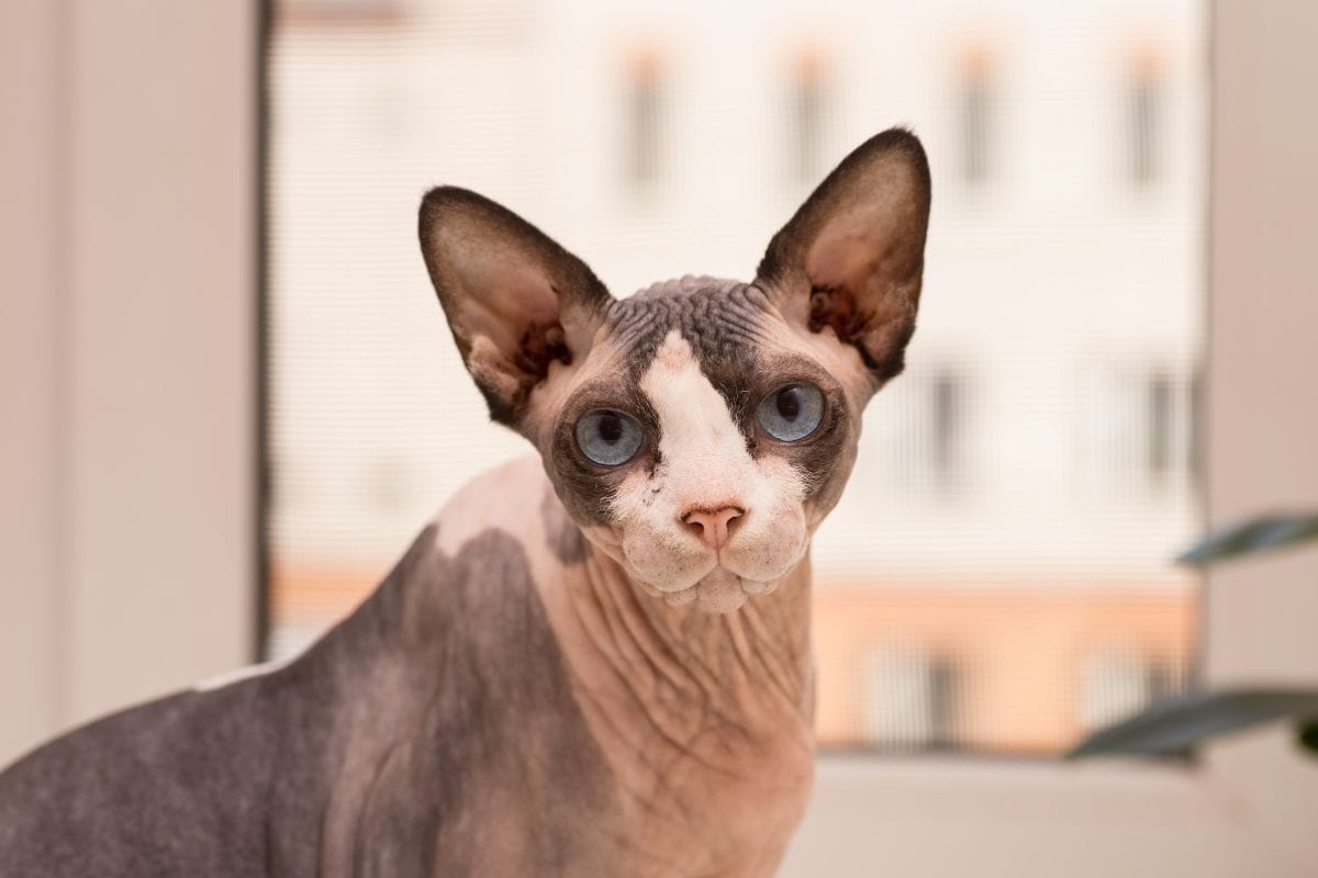 20 Sphynx Cats That Will Bring Joy And Laughter To Your Life