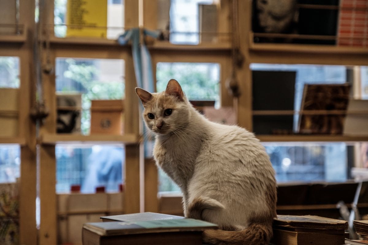 10 Bookstore Cats From Different Parts Of The World