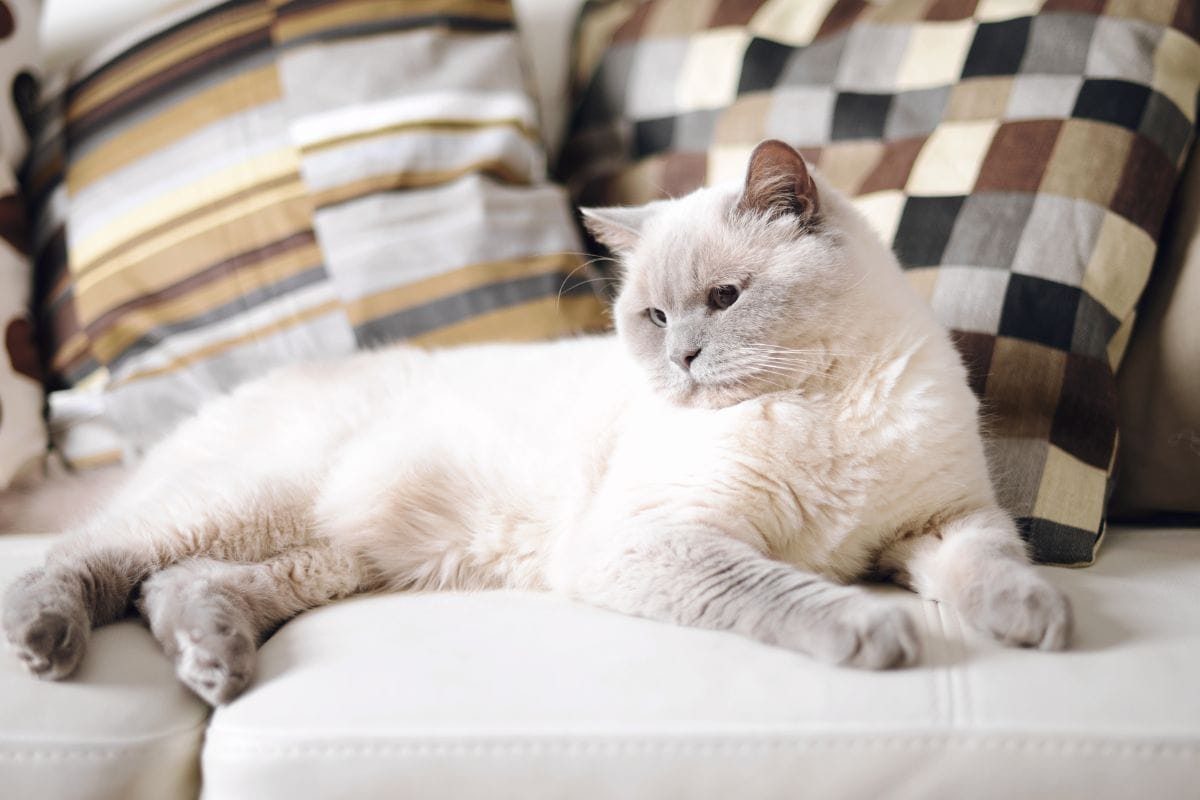 20 Cutest Cat Breeds To Coo Over Today!