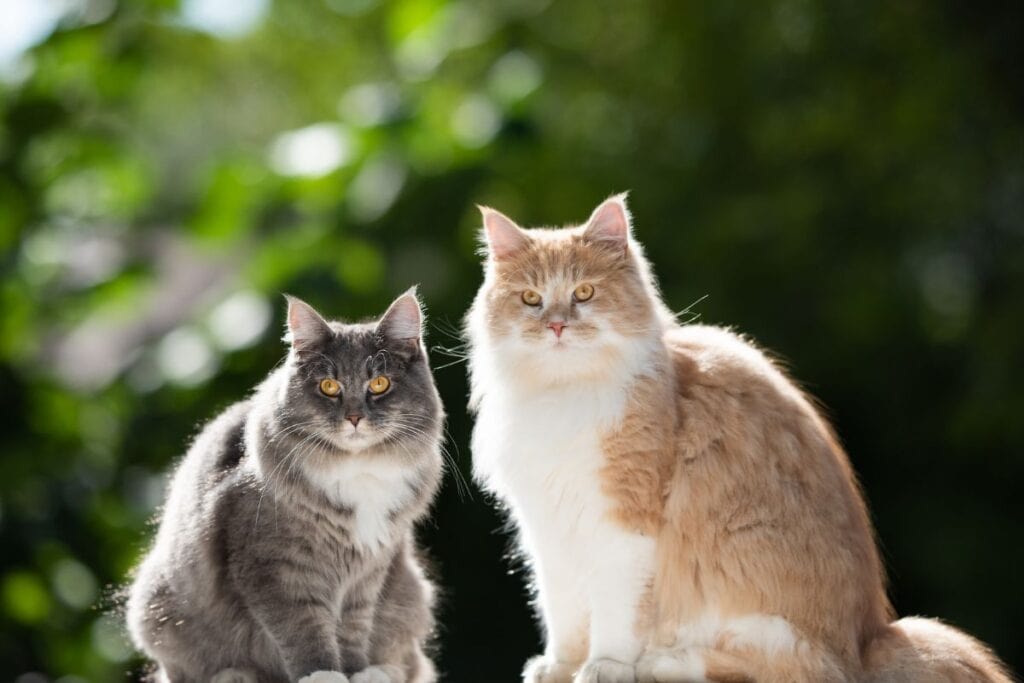 Do Cats Remember Their Siblings: Understanding Feline Family Bonds