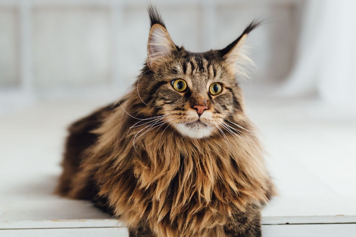 20 Giant Cats Living In Houses And Doing Their Big Cat Things