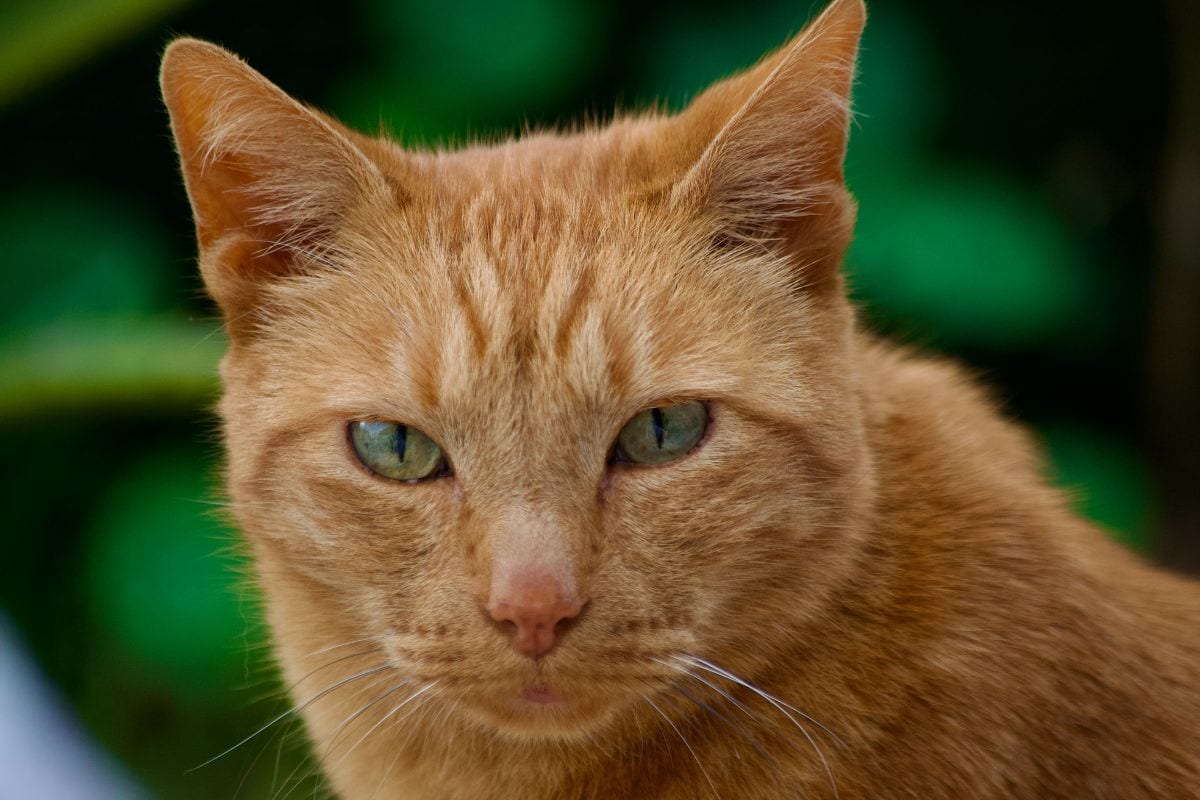 Facts About Ginger Cats That Will Blow Your Mind!