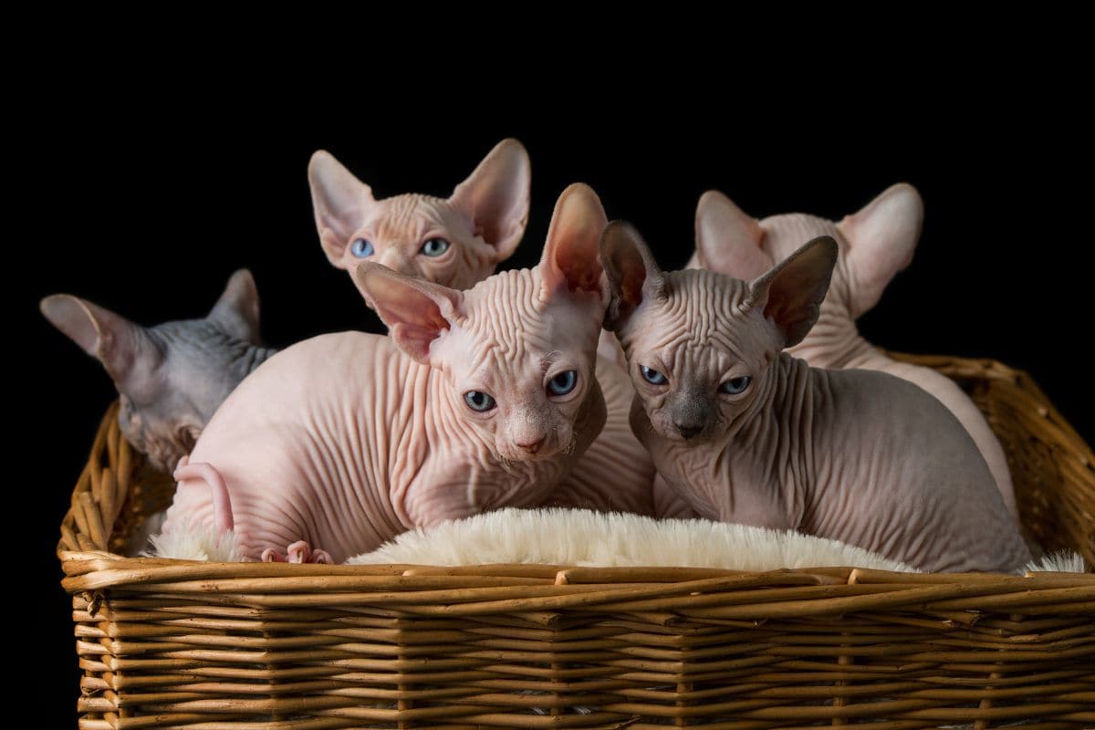 8 Hairless Cats That Are Sure To Delight You