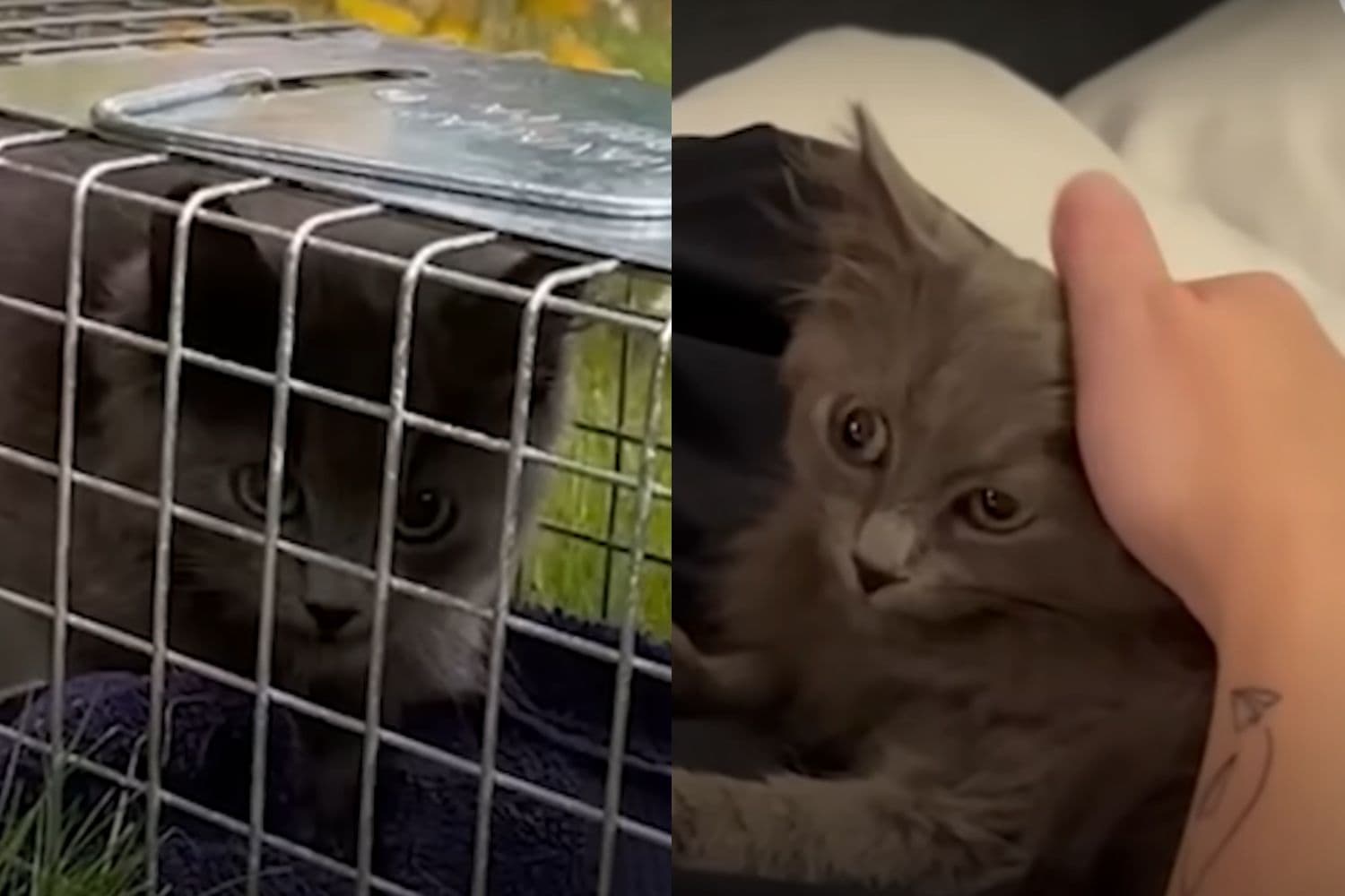 Cat Distribution System Brings Kitten To Woman's Backyard