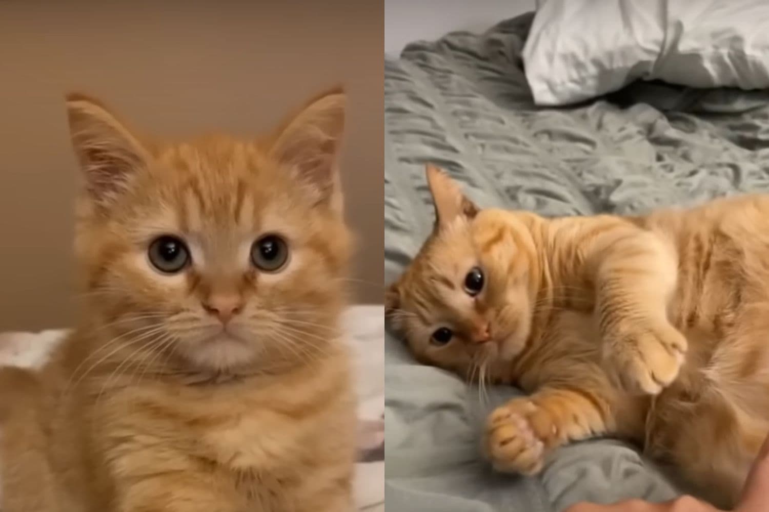 This Orange Cat Has One Brain Cell But He Uses It To Get His Way