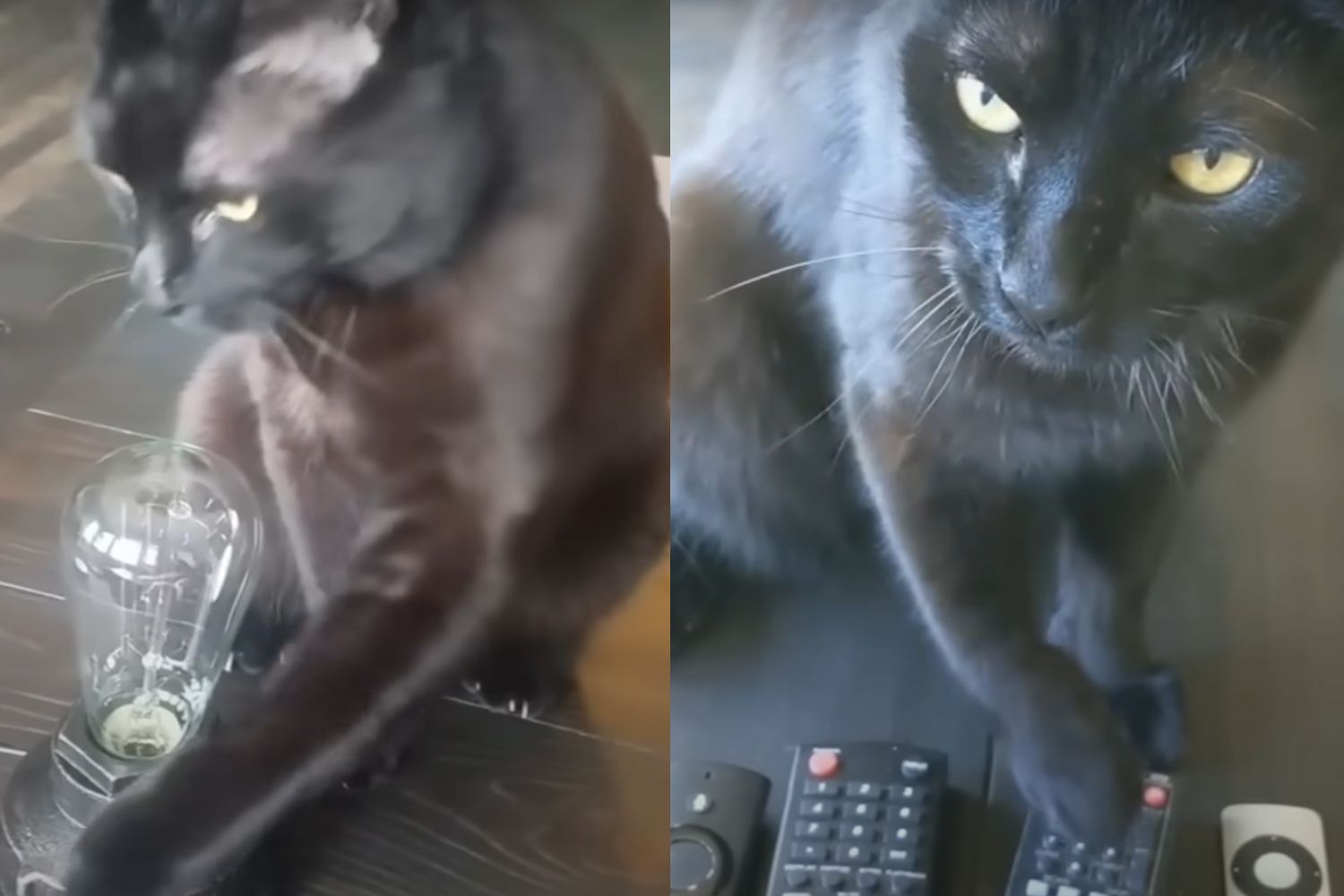 Dog Person Adopts Cat Only To Find He's A Little Genius