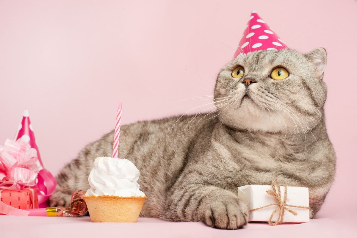 How Old Is My Cat In Human Years?