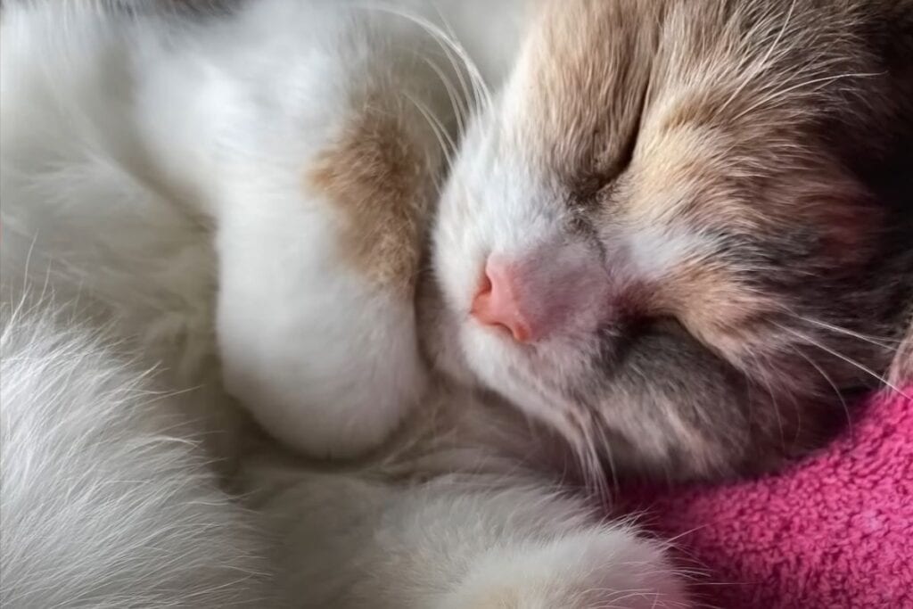 Woman Takes In Deceased Grandparents Cat And Gets Inspired To Start A ...