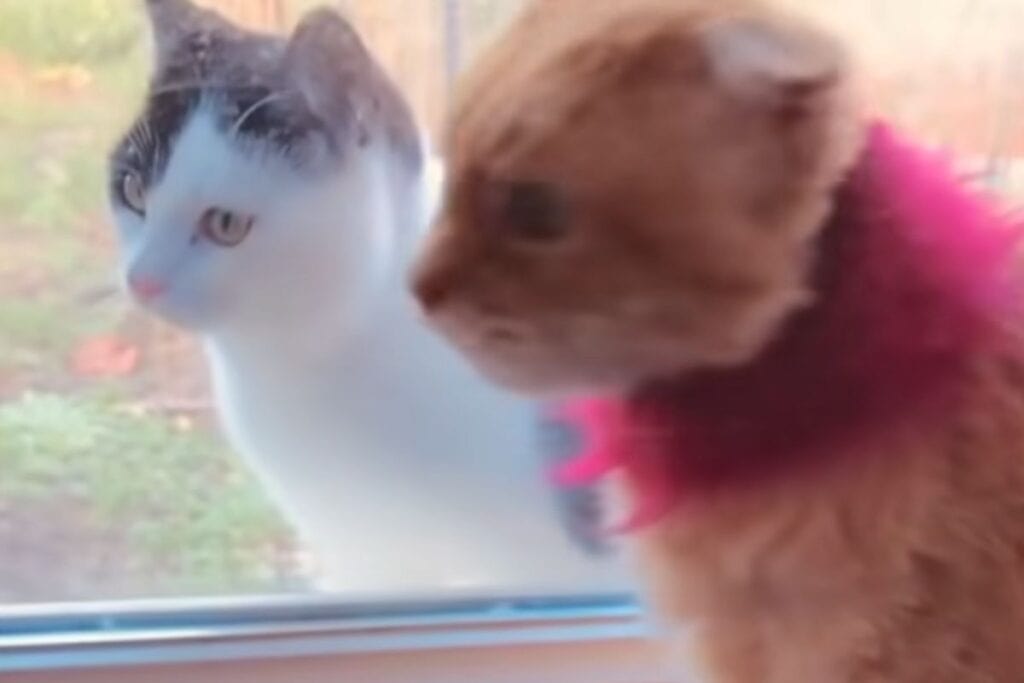 Senior Cat With Lopsided Features Finds His Perfect Human