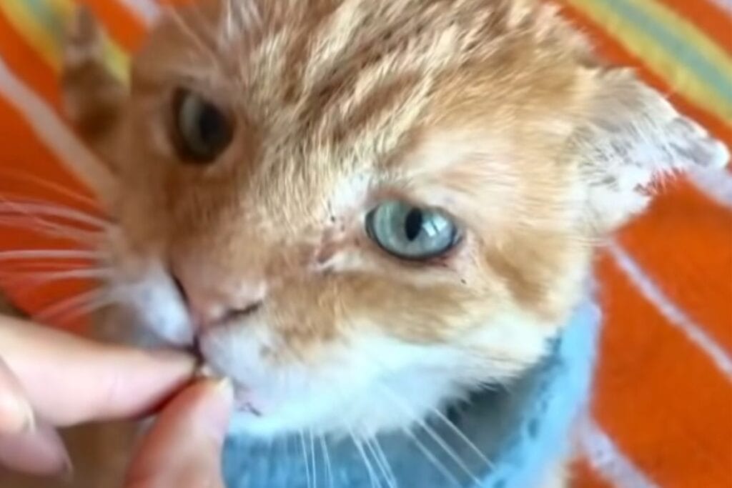 Senior Cat With Lopsided Features Finds His Perfect Human
