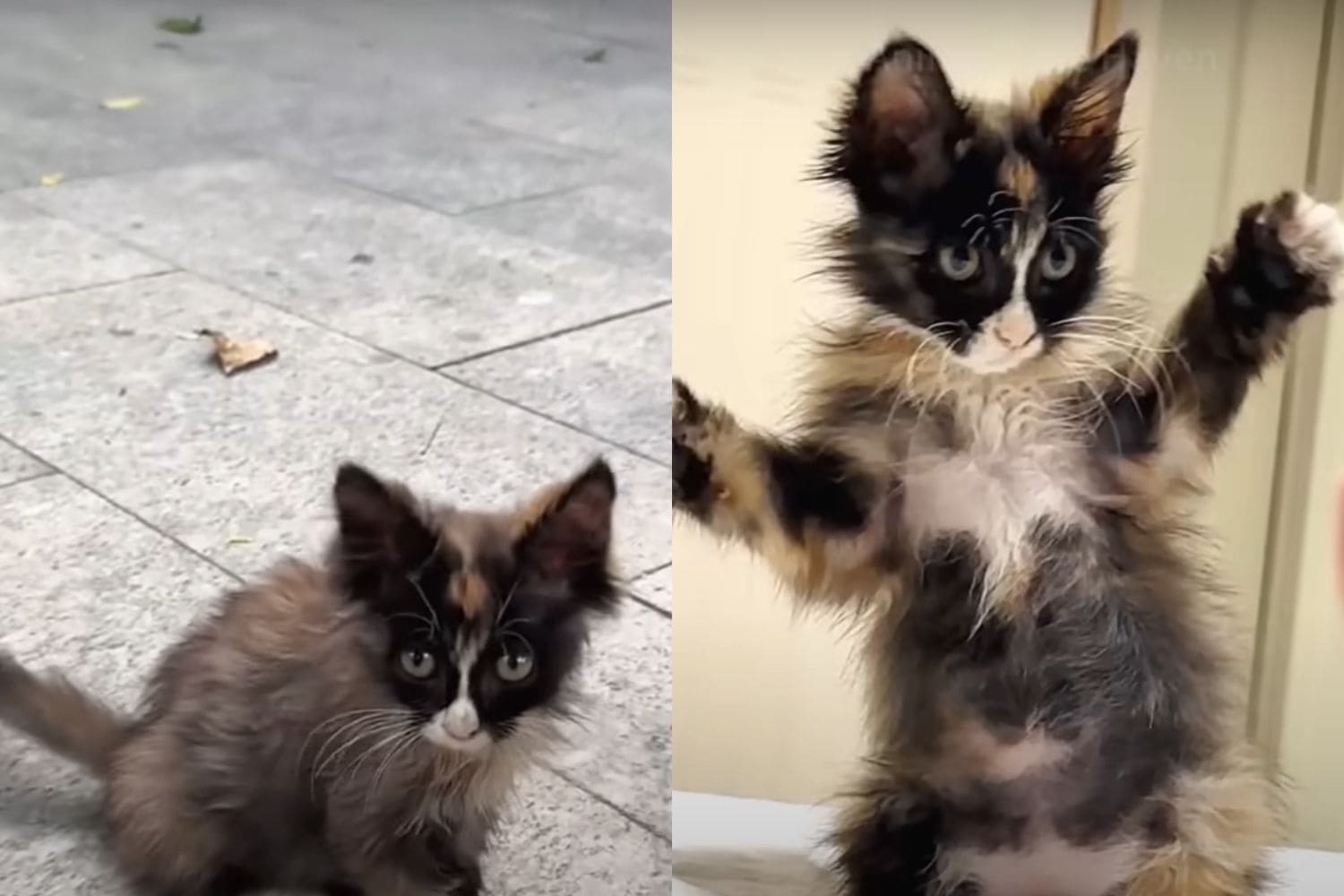 Cat Distribution System Strikes Again, Sends Kitten To Woman At Her ...