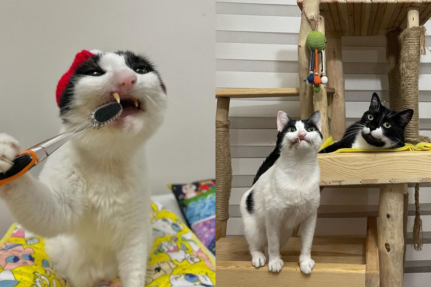 Rescue Cat With A Goofy Smile Is Living Her Best Life