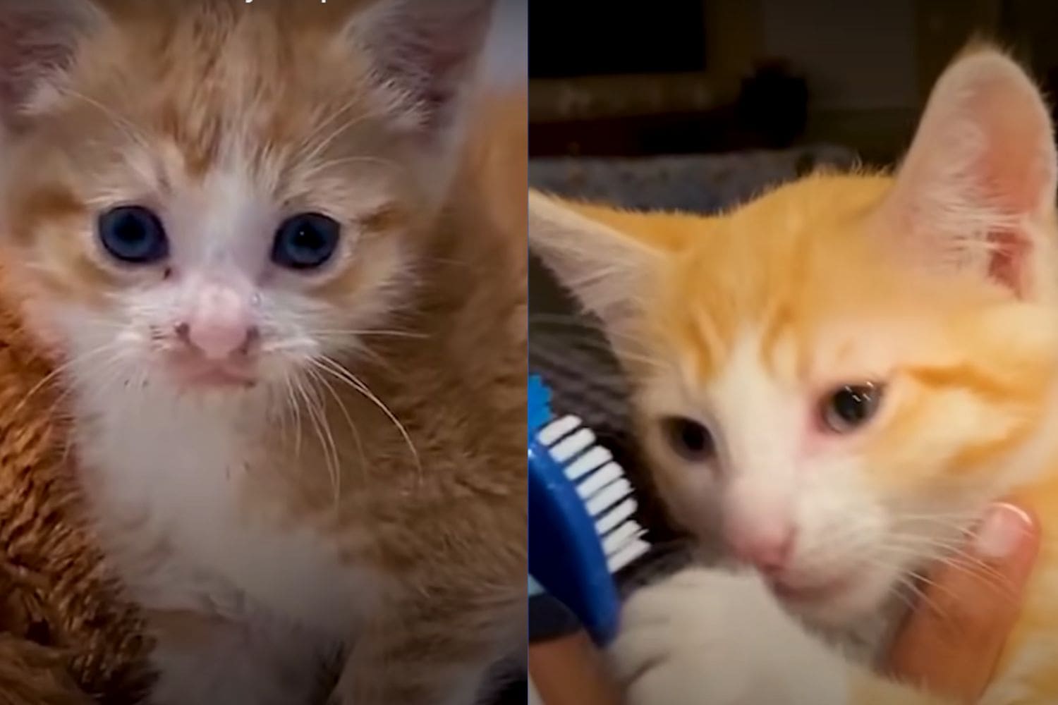 Spicy Rescue Kitten Turns Out To Be The Perfect Pet For One Family