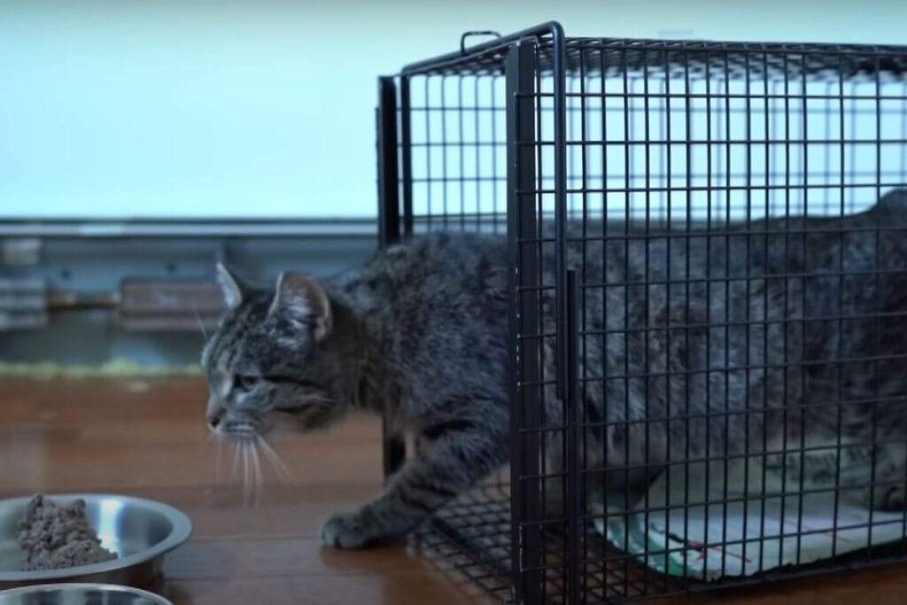 Senior Cat Gets The Beautiful Life She Deserves After Living On The Street