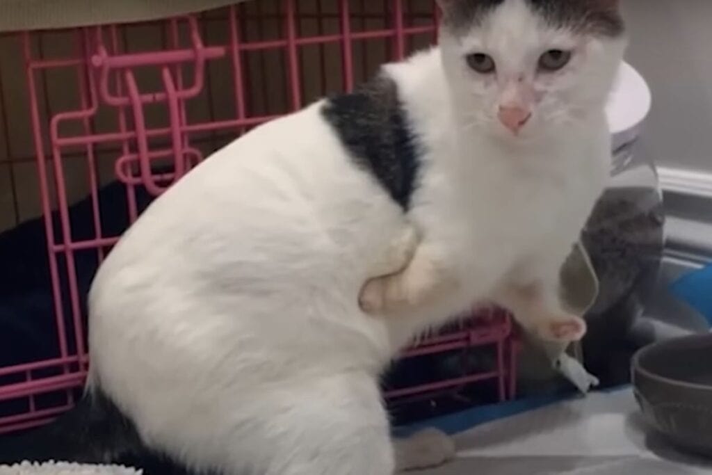 Reclusive And Spicy Disabled Cat Completely Transforms Around Foster ...
